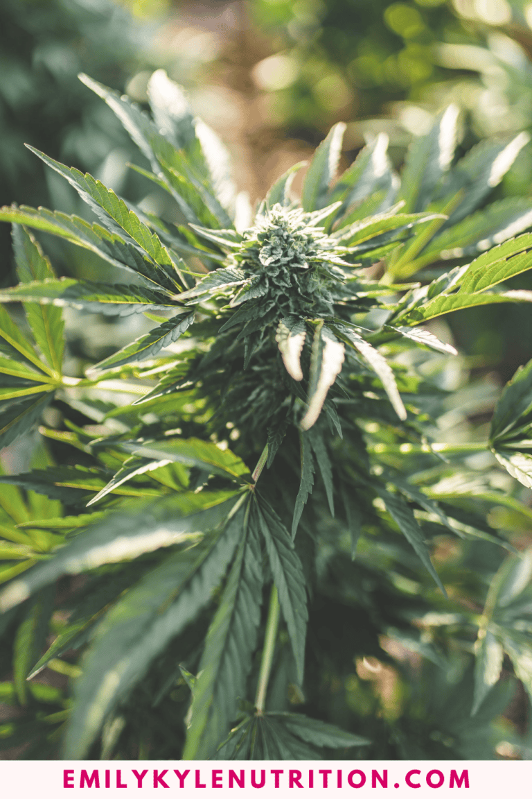 9 Ways Cannabis Can Enhance Your Holistic Lifestyle » Emily Kyle, MS, RDN