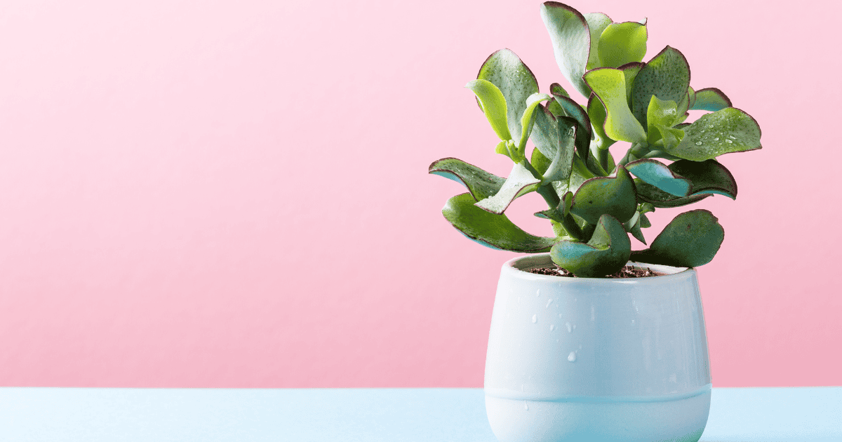 11 Plants to Clear Negative Energy From Your Home » Emily Kyle, MS, RDN