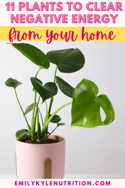 11 Plants to Clear Negative Energy From Your Home » Emily Kyle, MS, RDN