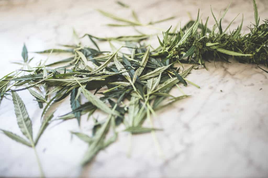 How to Use Cannabis Fan Leaves in Edibles » Emily Kyle Nutrition