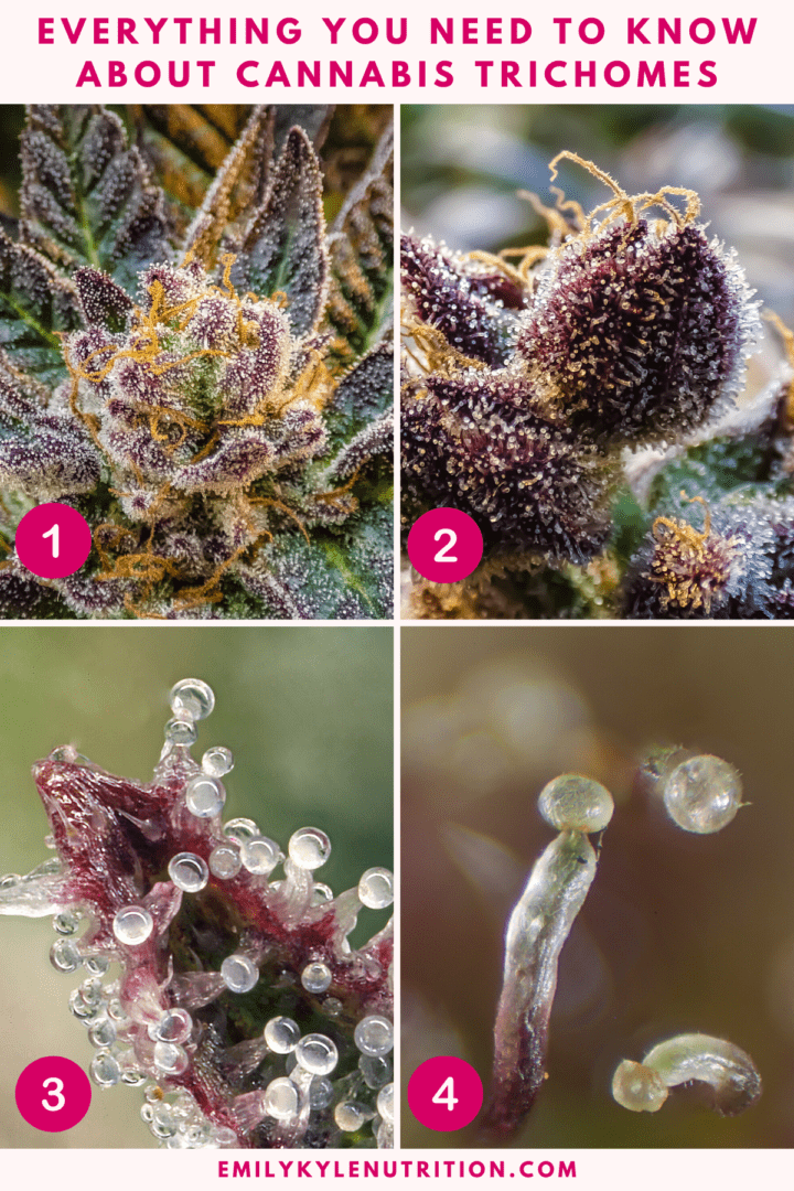 What You Need To Know About Cannabis Trichomes » Emily Kyle, MS, RDN