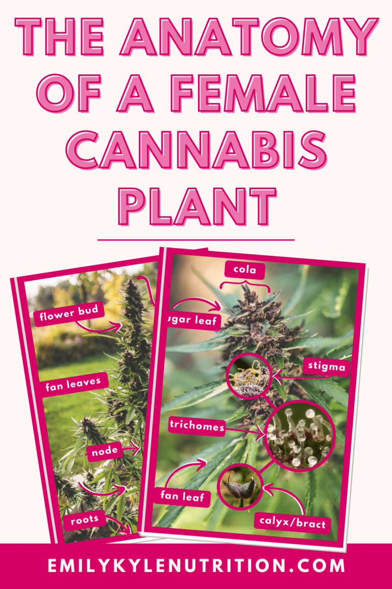 Meet the Female Cannabis Plant: Her Parts + Uses » Emily Kyle, MS, RDN
