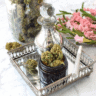 CBD Guides & Recipes » Emily Kyle, MS, RDN