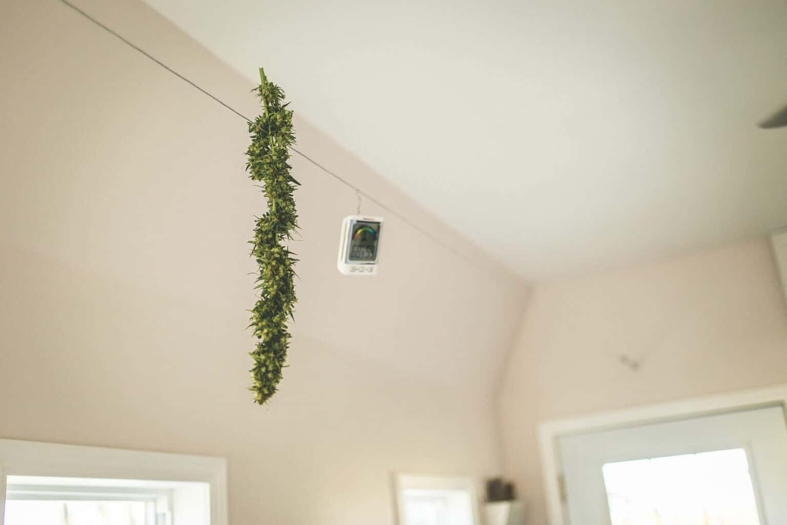 How to Harvest Outdoor Cannabis Plants 🌿 » Emily Kyle Nutrition