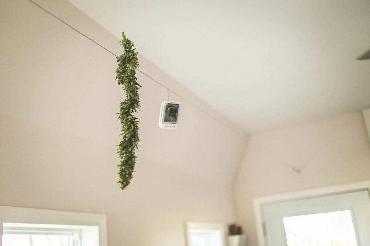 Drying Cannabis: How to Preserve Flavor and Quality » Emily Kyle, MS, RDN
