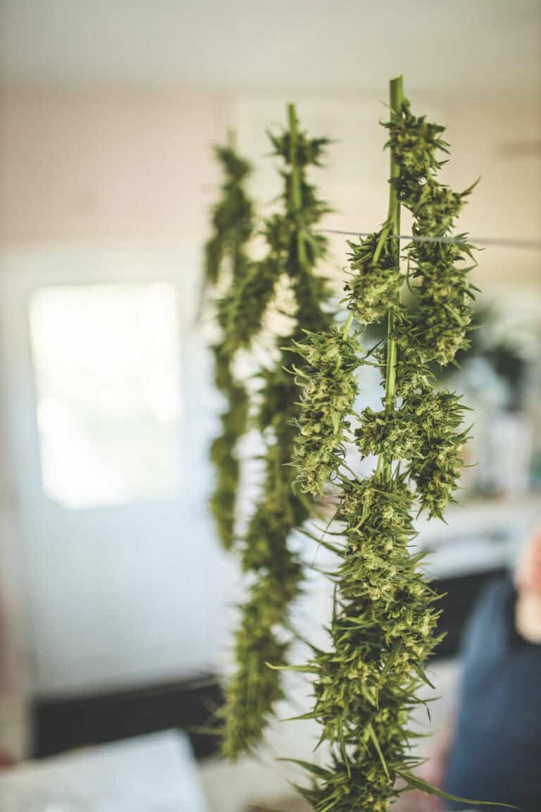 Drying Cannabis: How to Preserve Flavor and Quality » Emily Kyle, MS, RDN